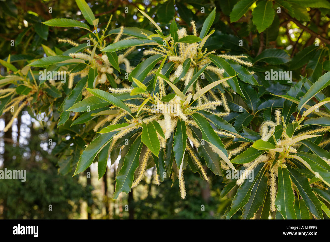 Flowers and leaves, sweet chestnut (Castanea sativa), Burgenland ...