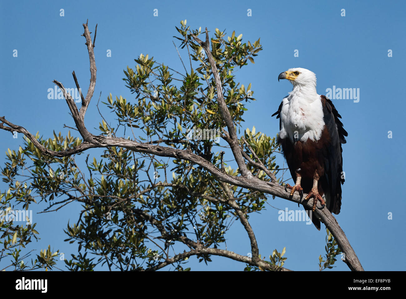 African fish eagle head hi-res stock photography and images - Alamy