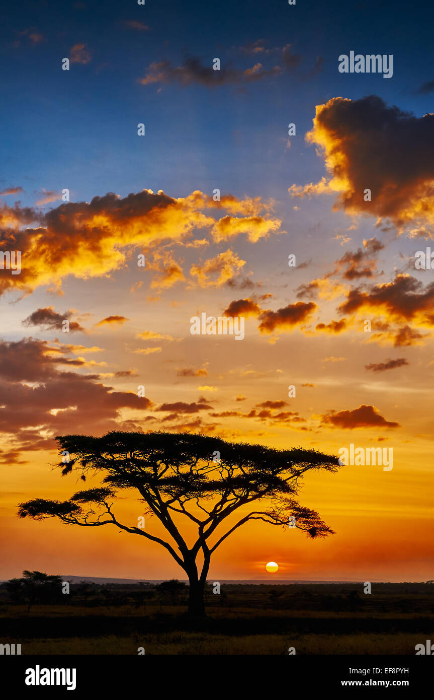 Savannah sunsets hi-res stock photography and images - Alamy