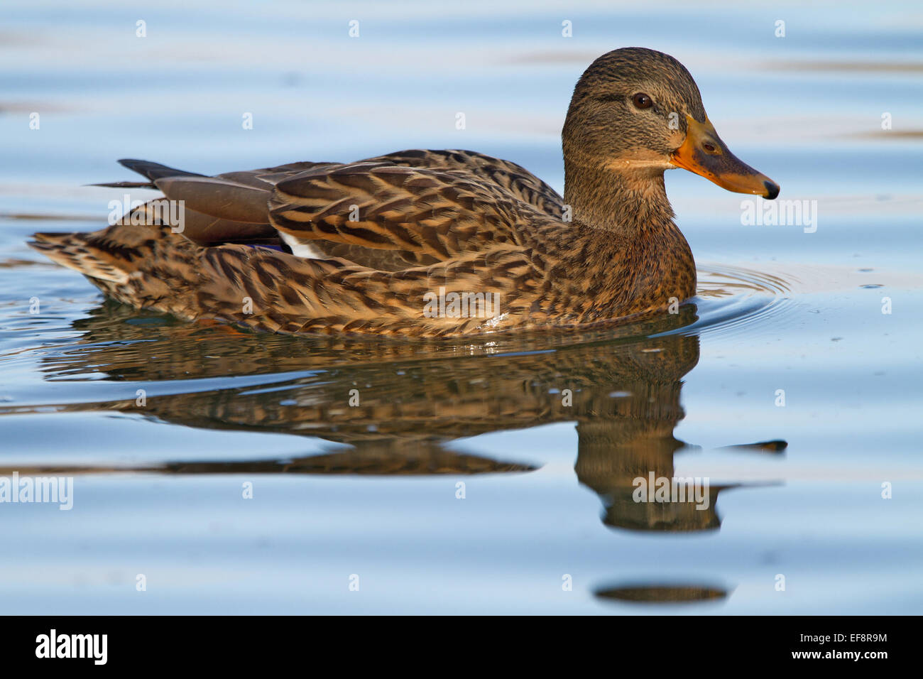 Wild mallard duck sitting in lake Stock Photo - Alamy