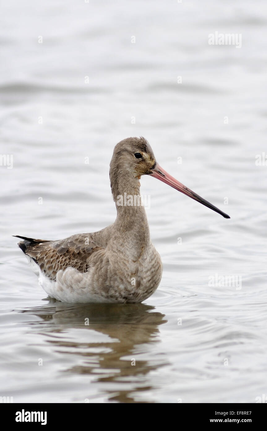 Limosa limosa water feeding hi-res stock photography and images - Alamy