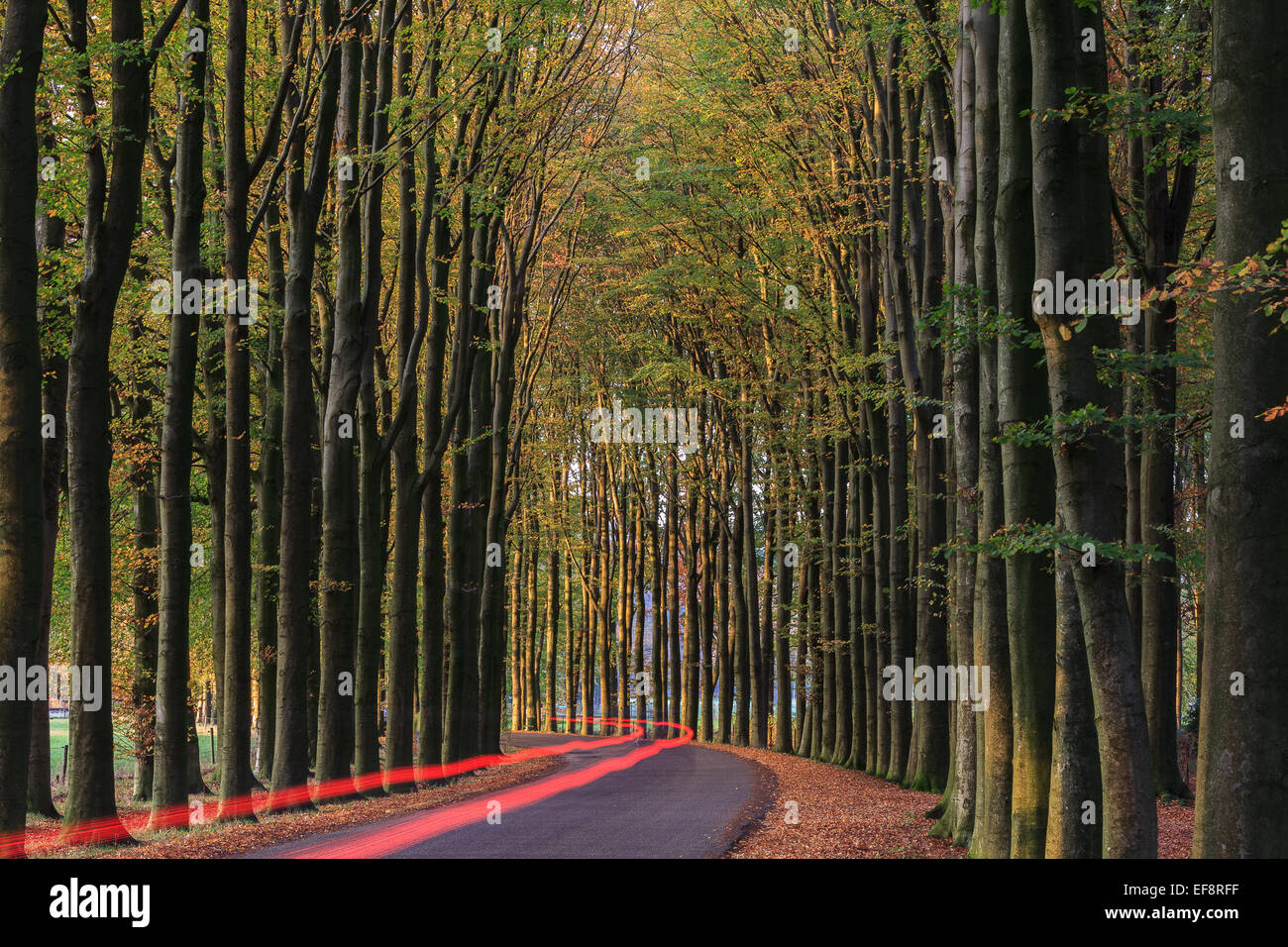 Light trails along treeline on country road hi-res stock photography ...