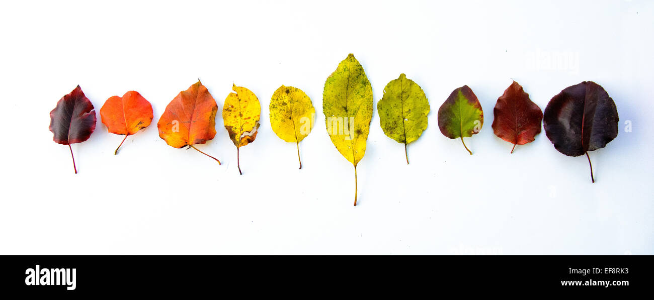 Multi coloured leaves hi-res stock photography and images - Alamy