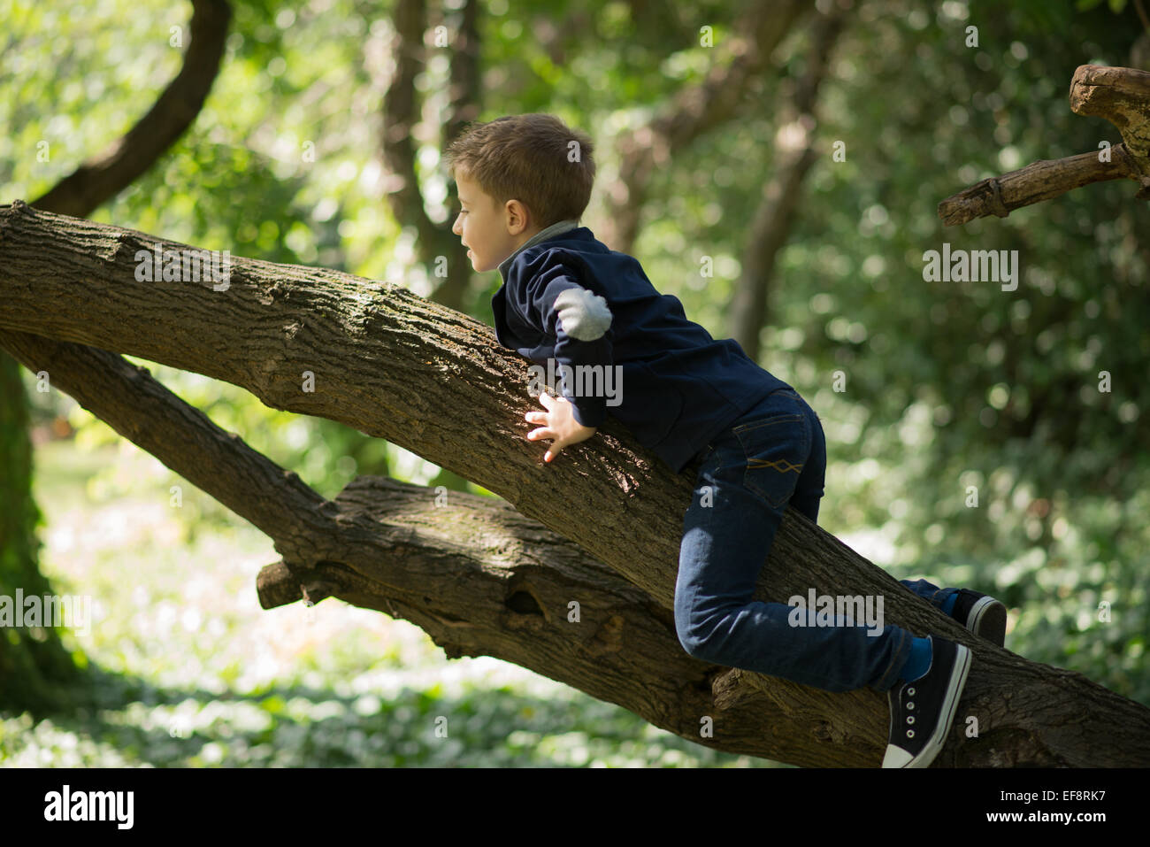 Children climbing a tree hi-res stock photography and images - Alamy