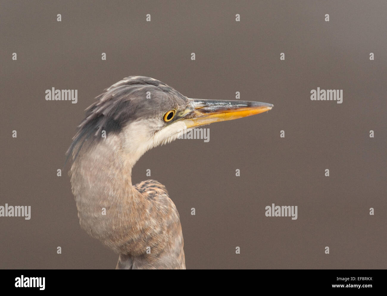 Grey herons head hi-res stock photography and images - Alamy