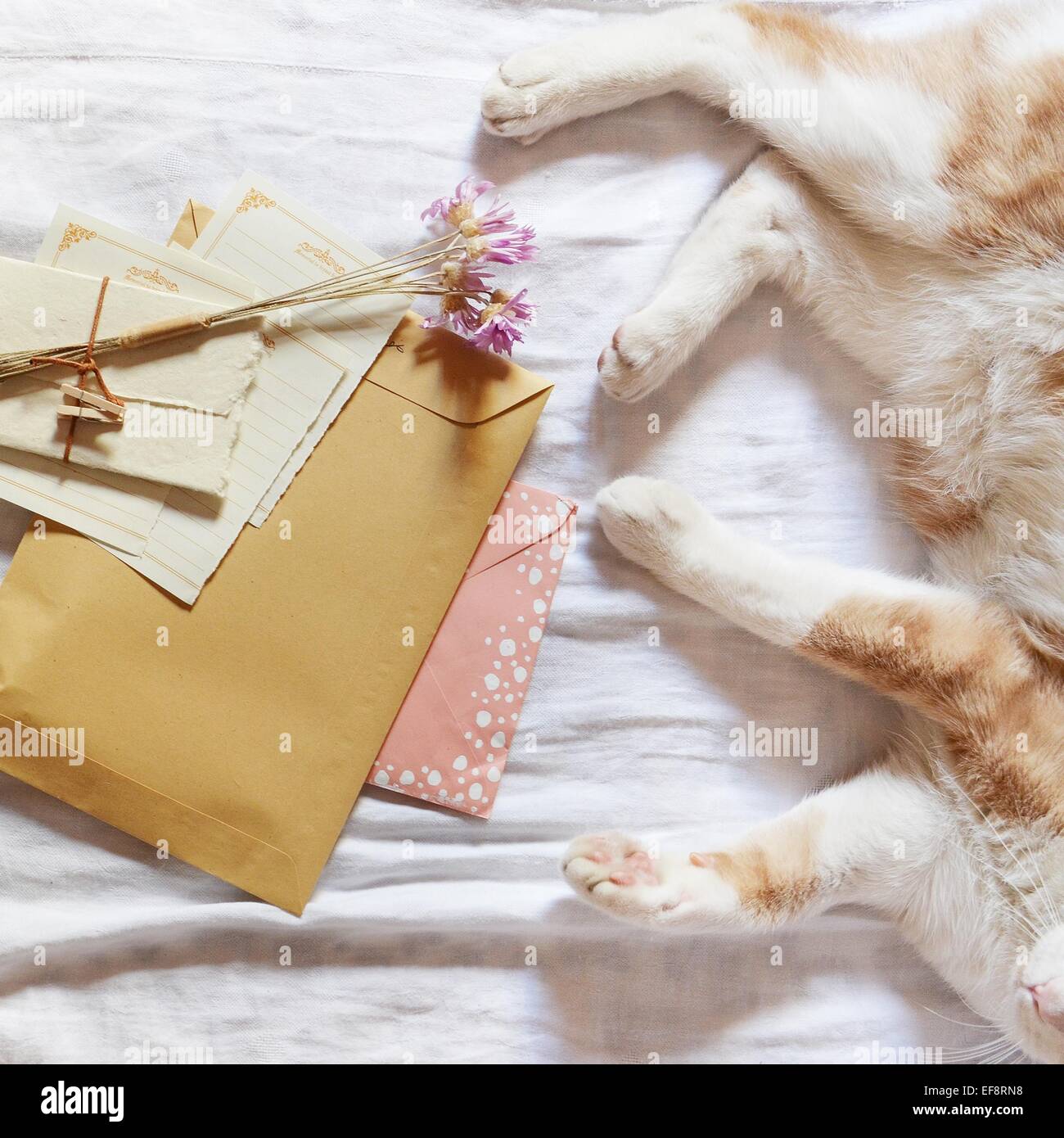 Cat and letters Stock Photo - Alamy