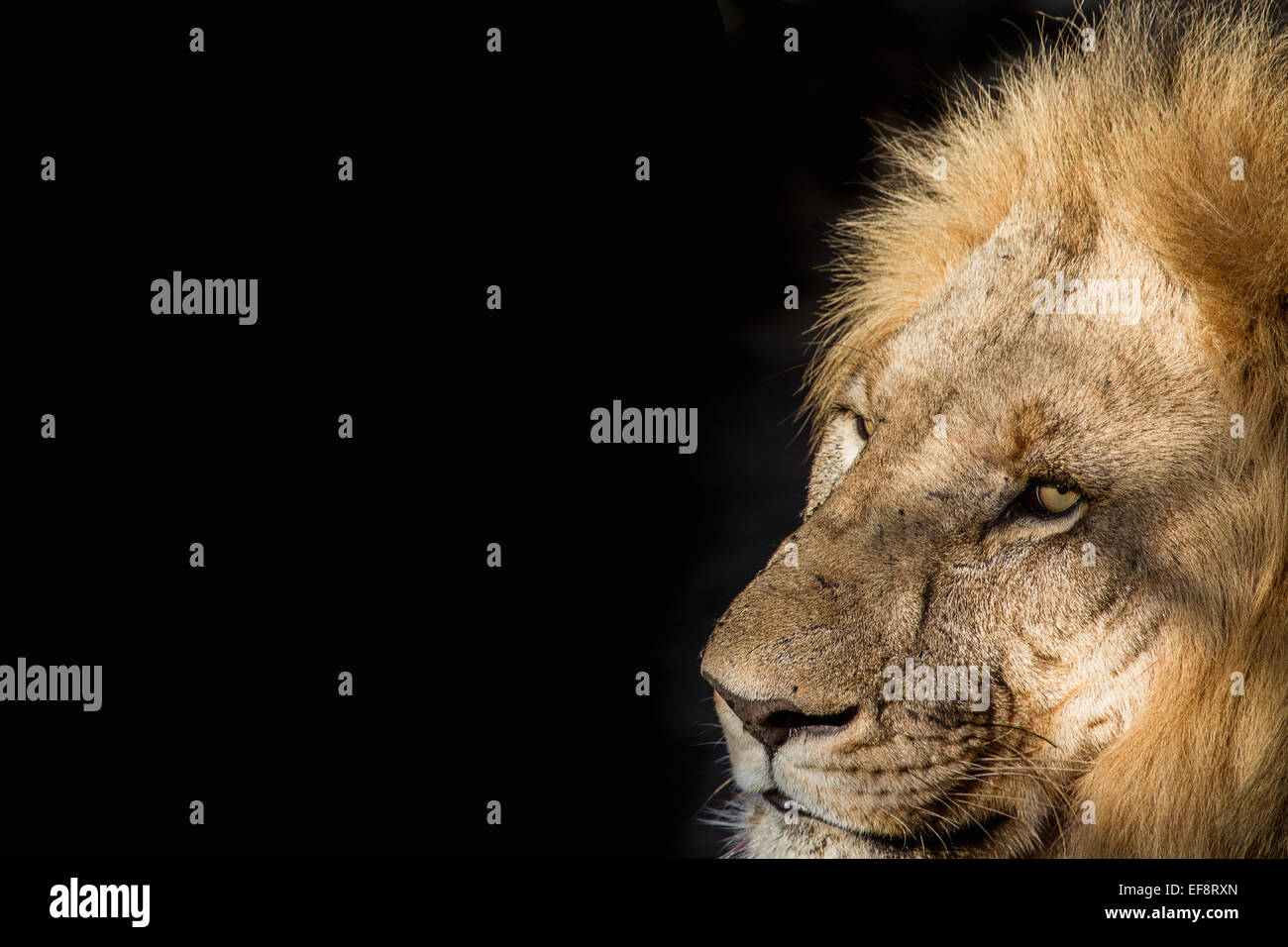 Head shot lion hi-res stock photography and images - Alamy