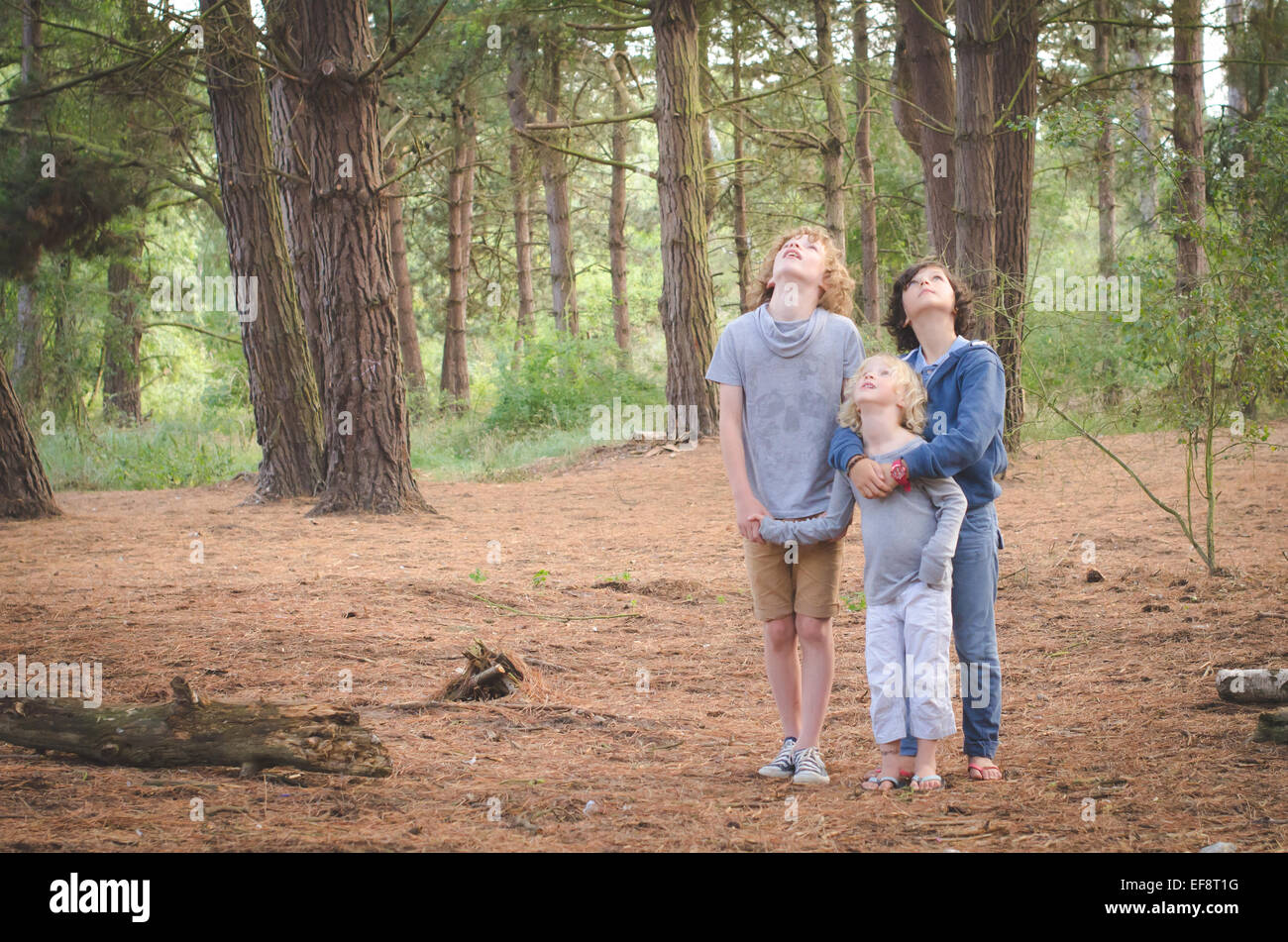 Three boys standing in forest looking up Stock Photo - Alamy