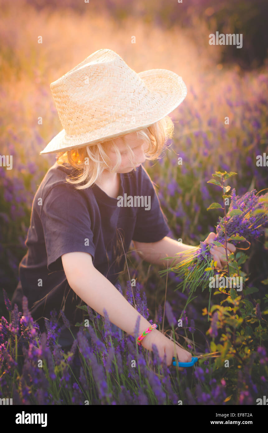 Boy in a lavender field picking flowers Stock Photo - Alamy