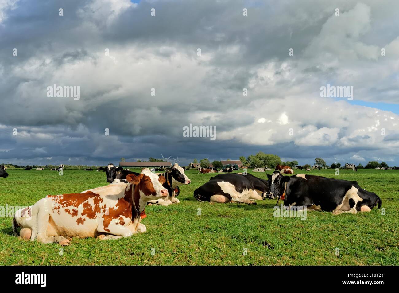 German, Landkreis Leer, Neermoor, Cows in pasture at cloudy day Stock ...