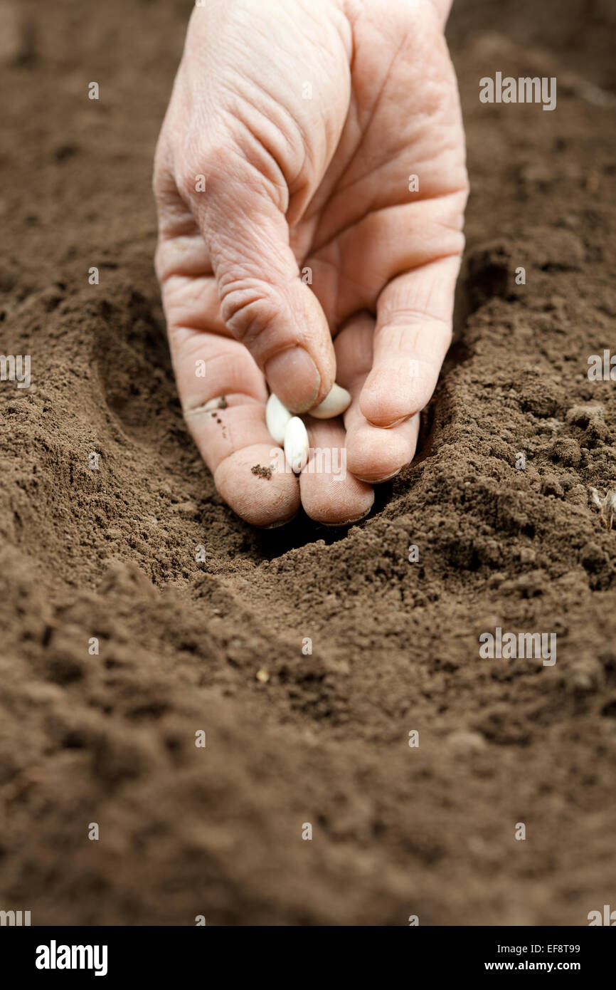 Woman hand sowing white beans Stock Photo - Alamy