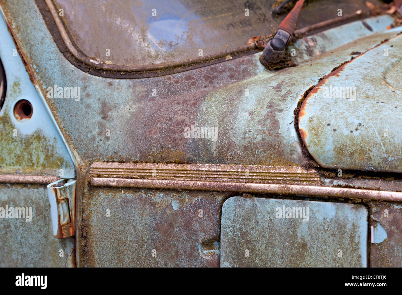 Rusty beetle hi-res stock photography and images - Alamy