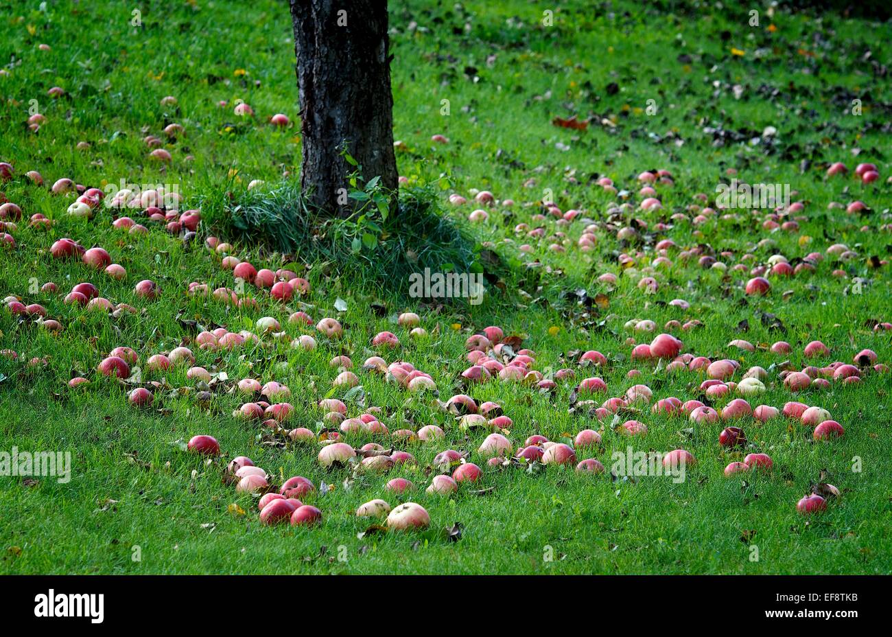 Apples under apple tree in autumn Stock Photo - Alamy