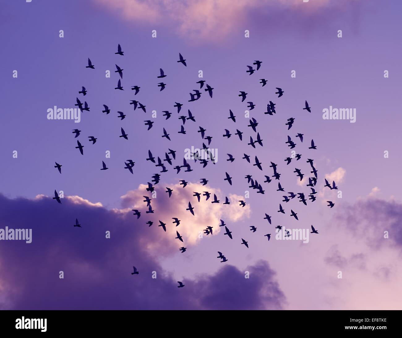 Birds in the sky hi-res stock photography and images - Alamy