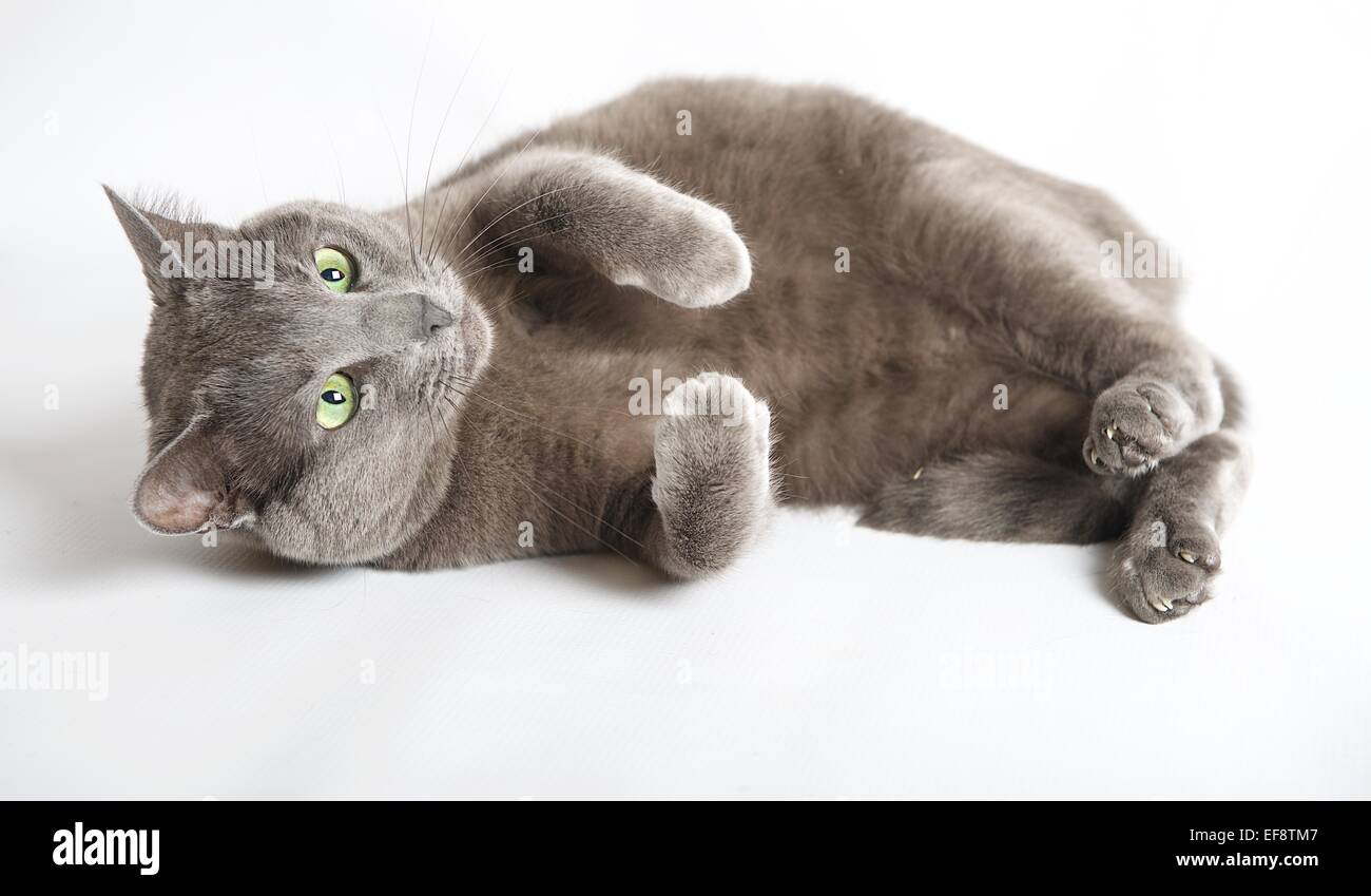 Blue Russian cat lying on its side Stock Photo - Alamy