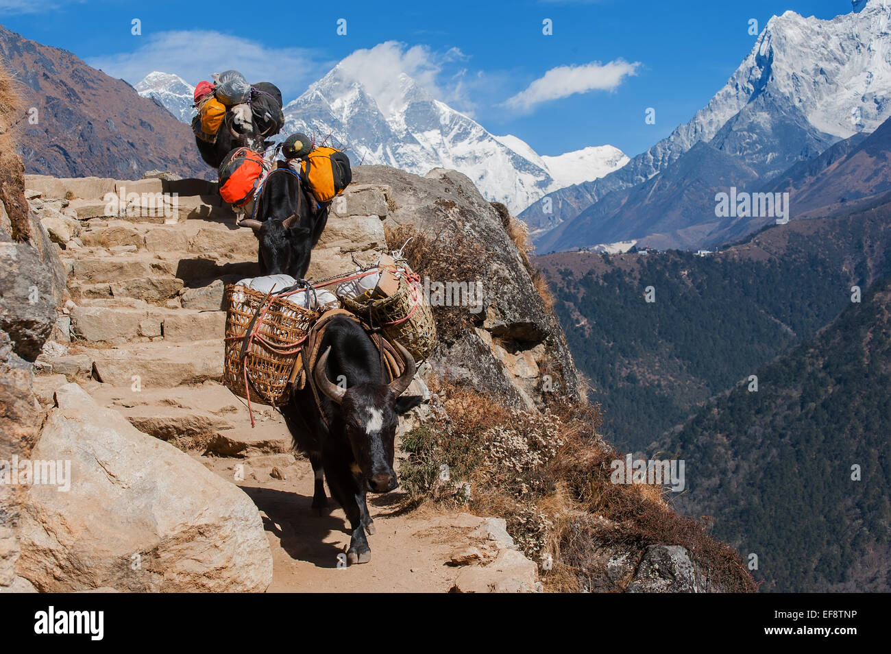 Nepal, Animals carrying luggage in Himalayas Stock Photo - Alamy