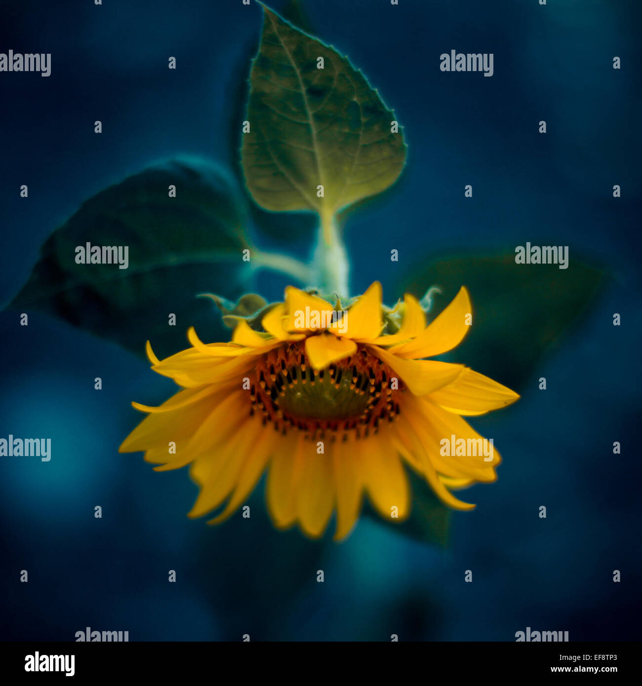 Girasol hi-res stock photography and images - Alamy