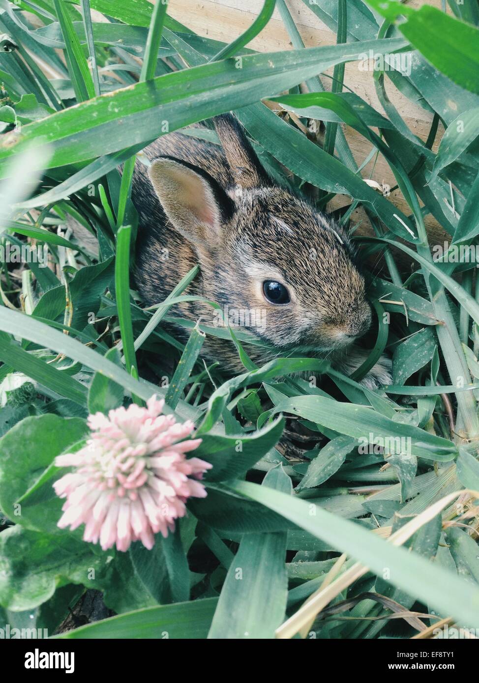 Rabbit hiding in long grass Stock Photo - Alamy