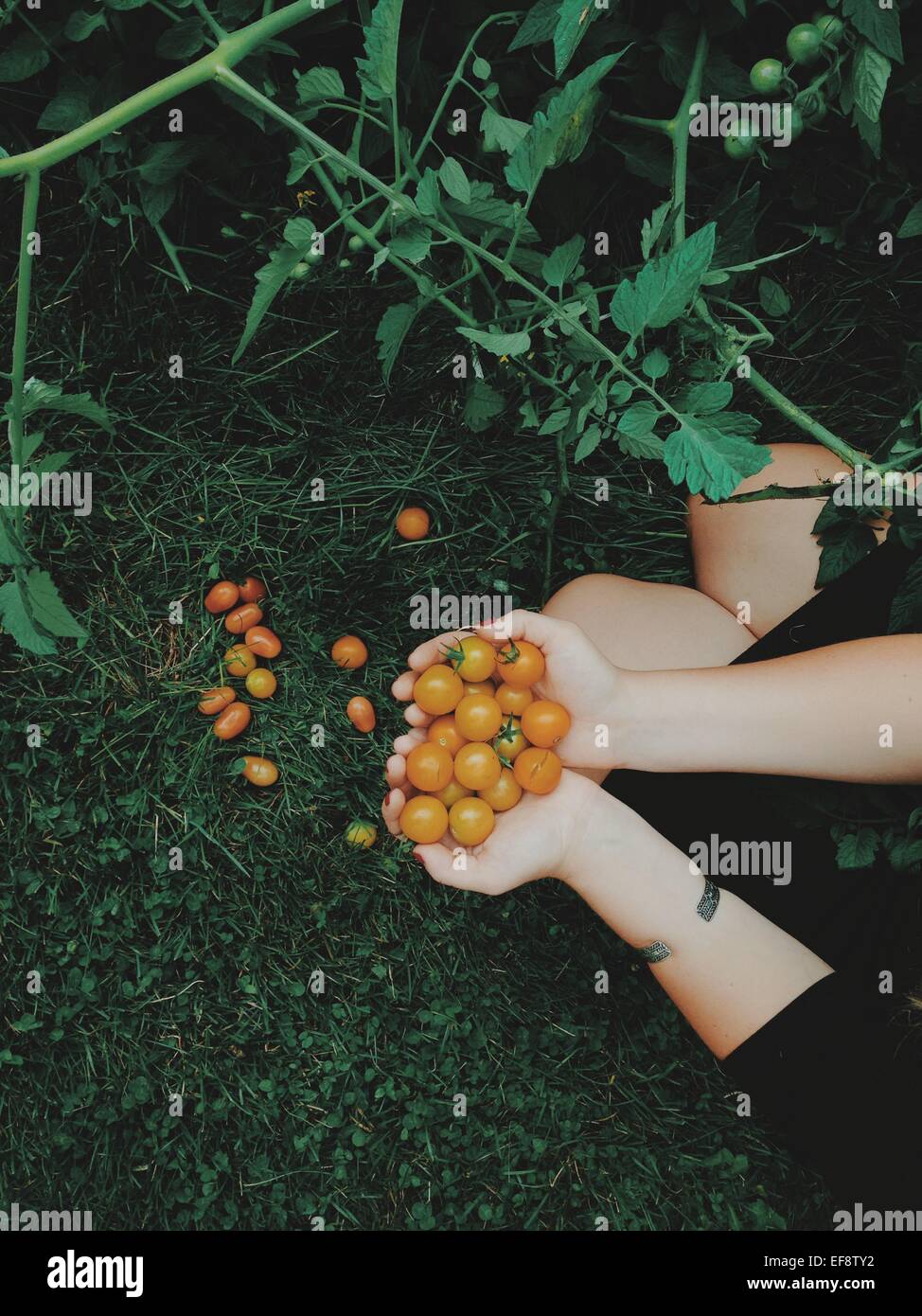 Person holding tomatoes hi-res stock photography and images - Alamy
