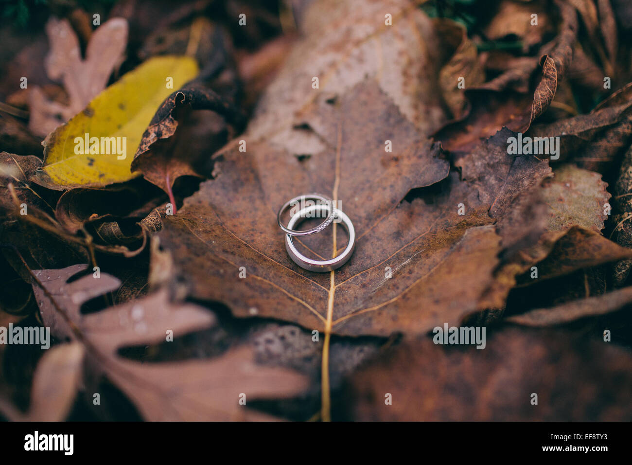 Close-up of two wedding rings on autumn leaves Stock Photo - Alamy