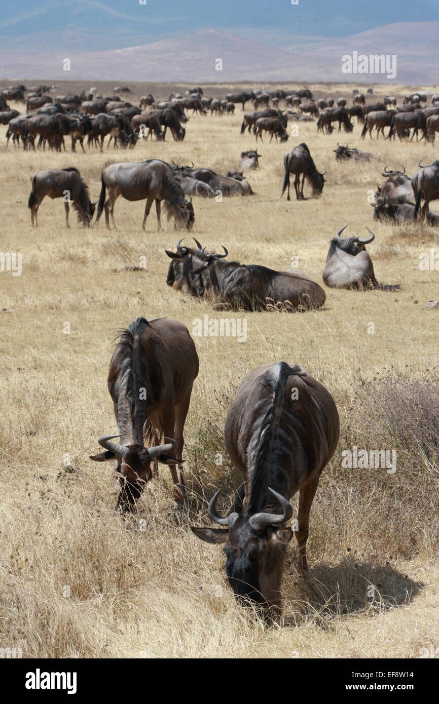 Herd of wildebeest grazing in the savannah, Ngorongoro Crater ...
