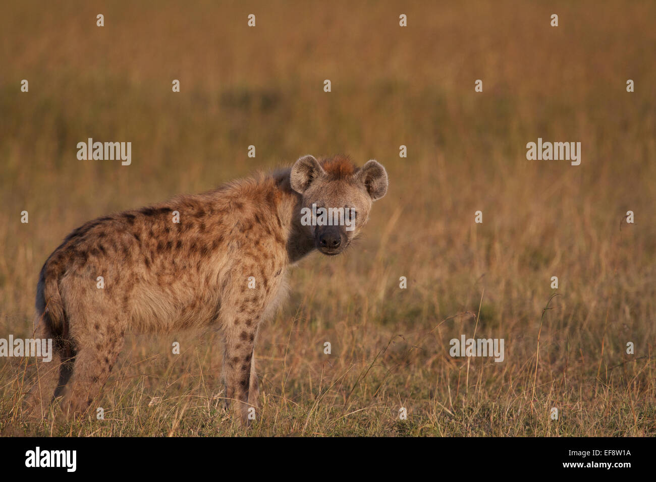 Kenya, Spotted hyena looking at camera Stock Photo - Alamy