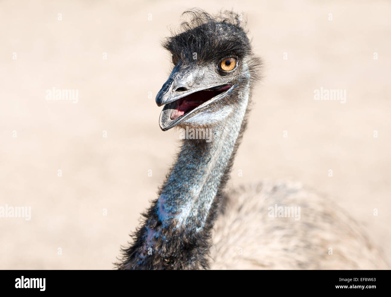 Emu australia hi-res stock photography and images - Alamy