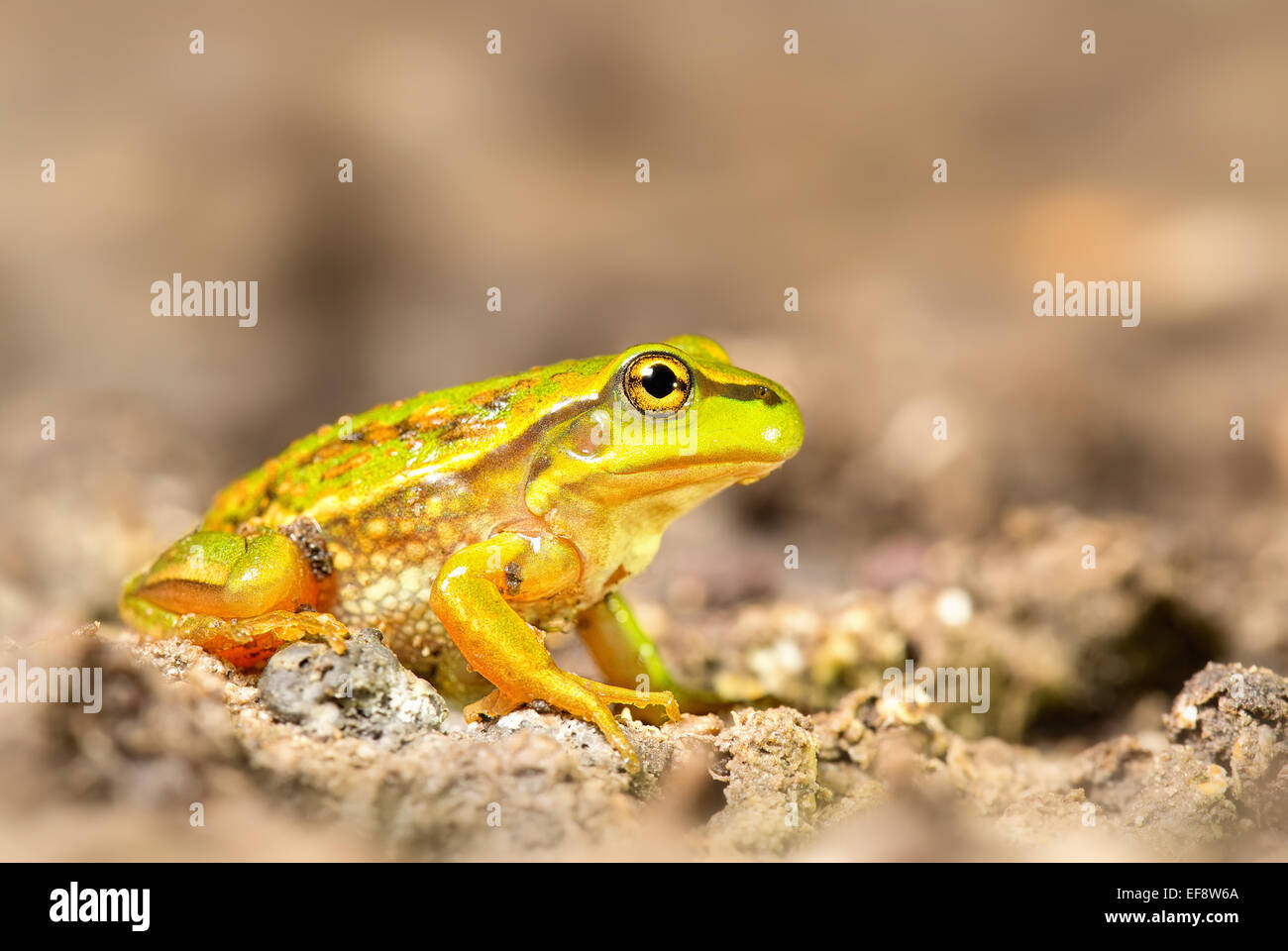 Australia, Victoria, Growling grass frog sitting on dirt Stock Photo ...