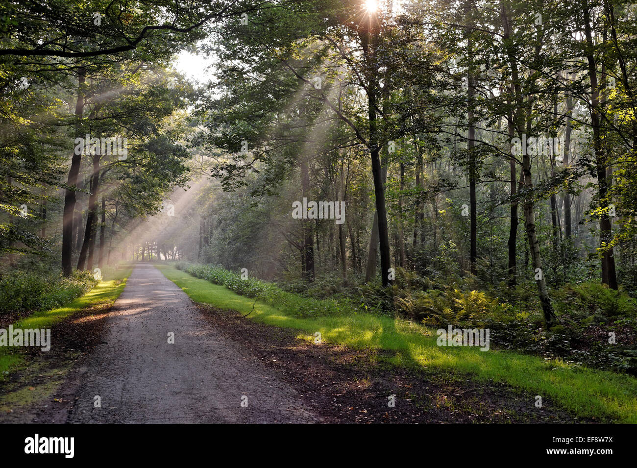 Germany, Lower Saxony, East Frisia, Rays of light in forest Stock Photo ...