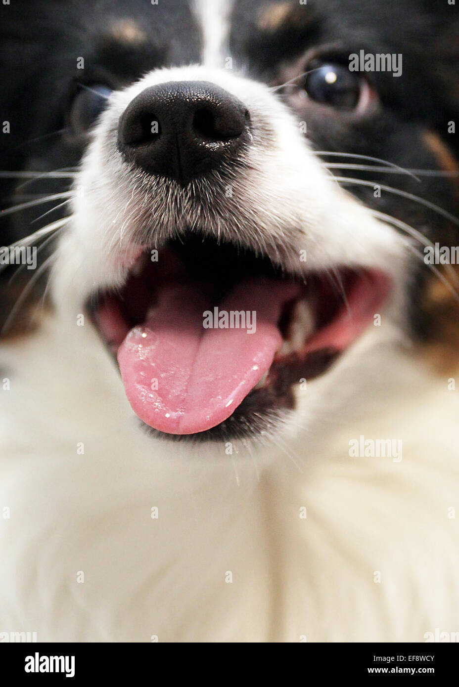 Portrait of dog with open mouth Stock Photo - Alamy