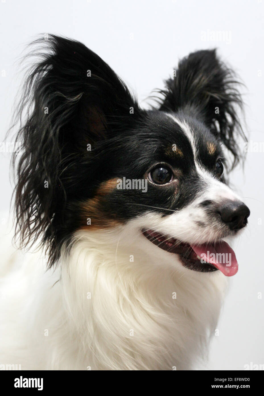 Portrait of dog with open mouth Stock Photo - Alamy