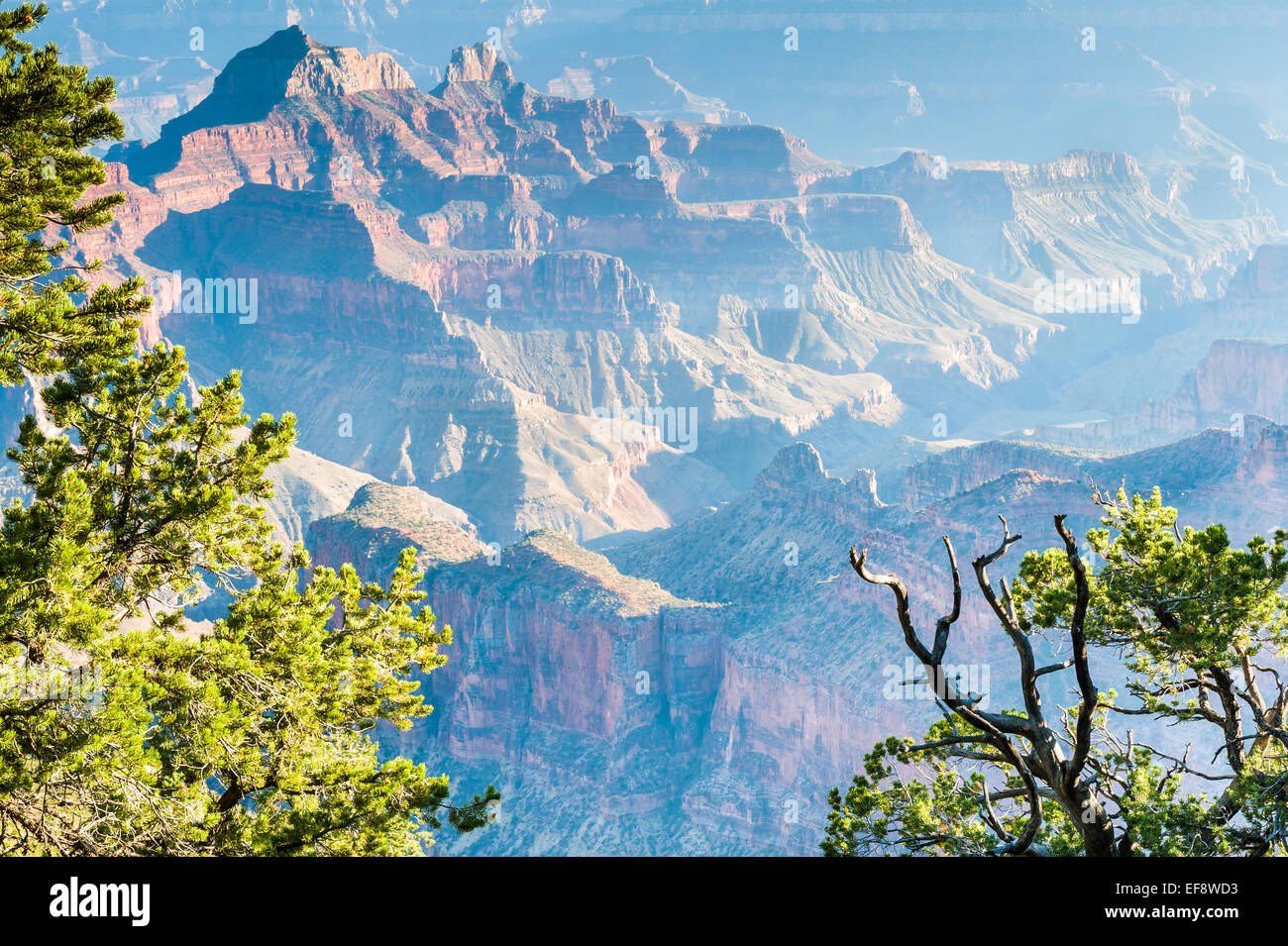 View from north rim of grand canyon through pine trees hi-res stock photography and images - Alamy
