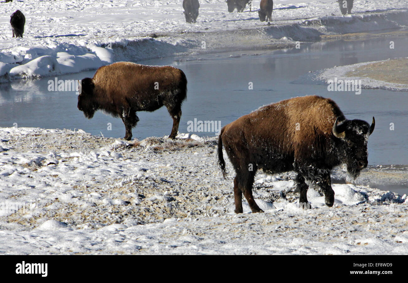 Bison graze in snow along the Gibbon River at Yellowstone National Park ...