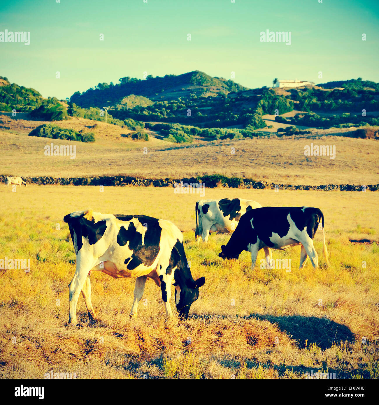 Cattle farm menorca minorca hi-res stock photography and images - Alamy