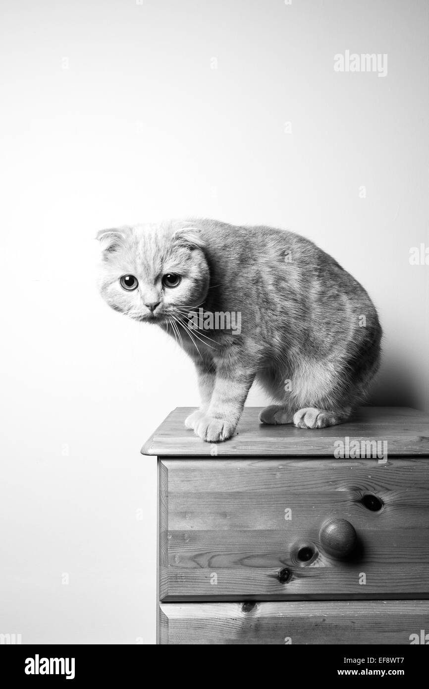 Scottish Fold cat sitting on a chest of draws Stock Photo - Alamy
