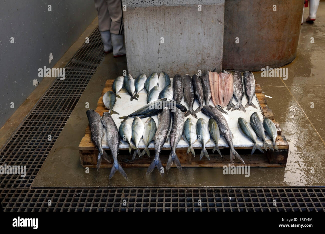 Variety of freshly caught fish at Hout Bay harbour, Western Cape ...