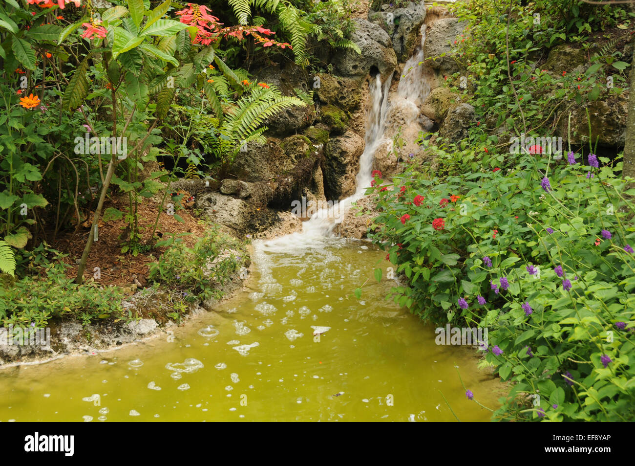 Landscape stream surrounded lush plants hi-res stock photography and ...
