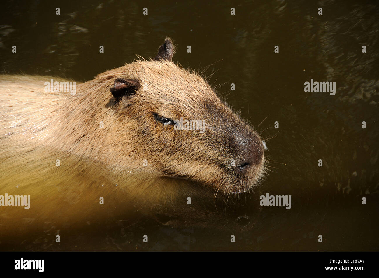 Capibara hi-res stock photography and images - Alamy