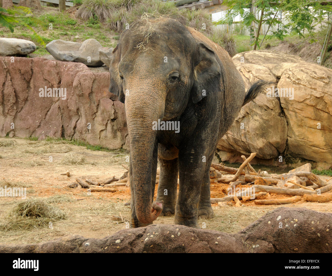 African elephant front view in captivity Stock Photo - Alamy