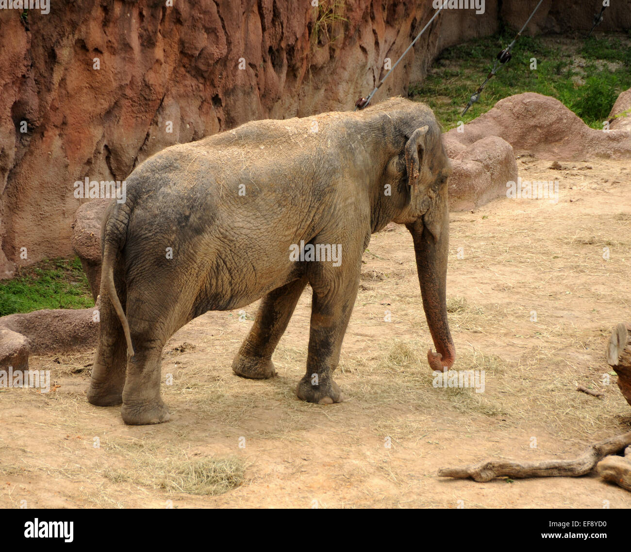 Giant African elephant seen from above Stock Photo - Alamy