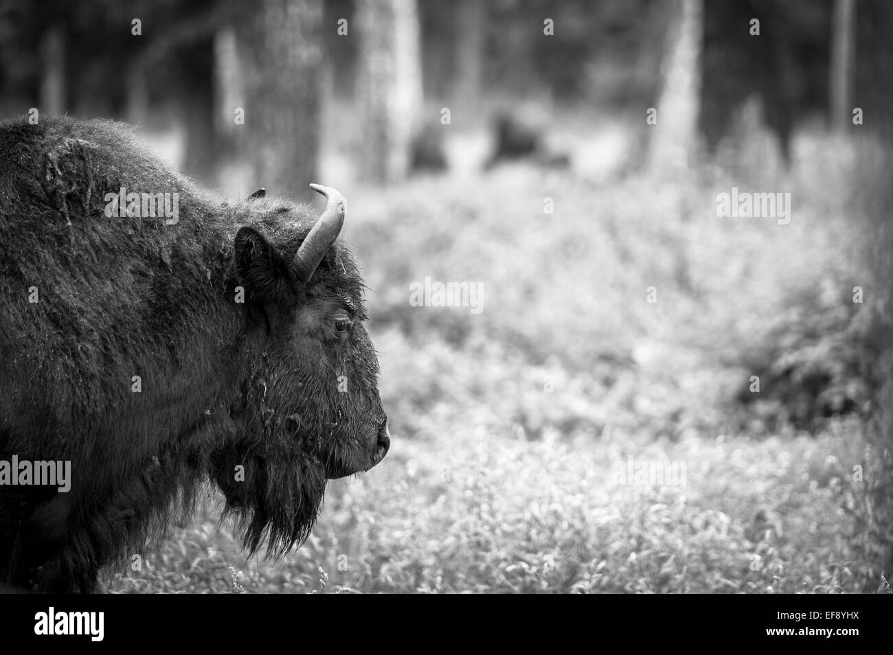American buffalo species of bison roam grassland hi-res stock ...