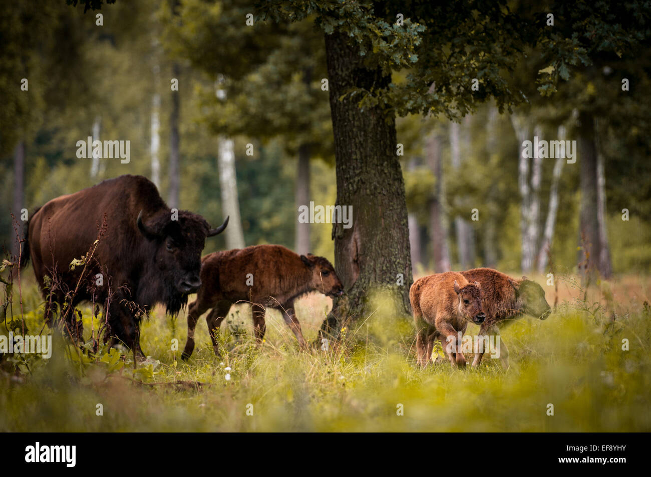 Animals in the reserve, Russia Stock Photo - Alamy