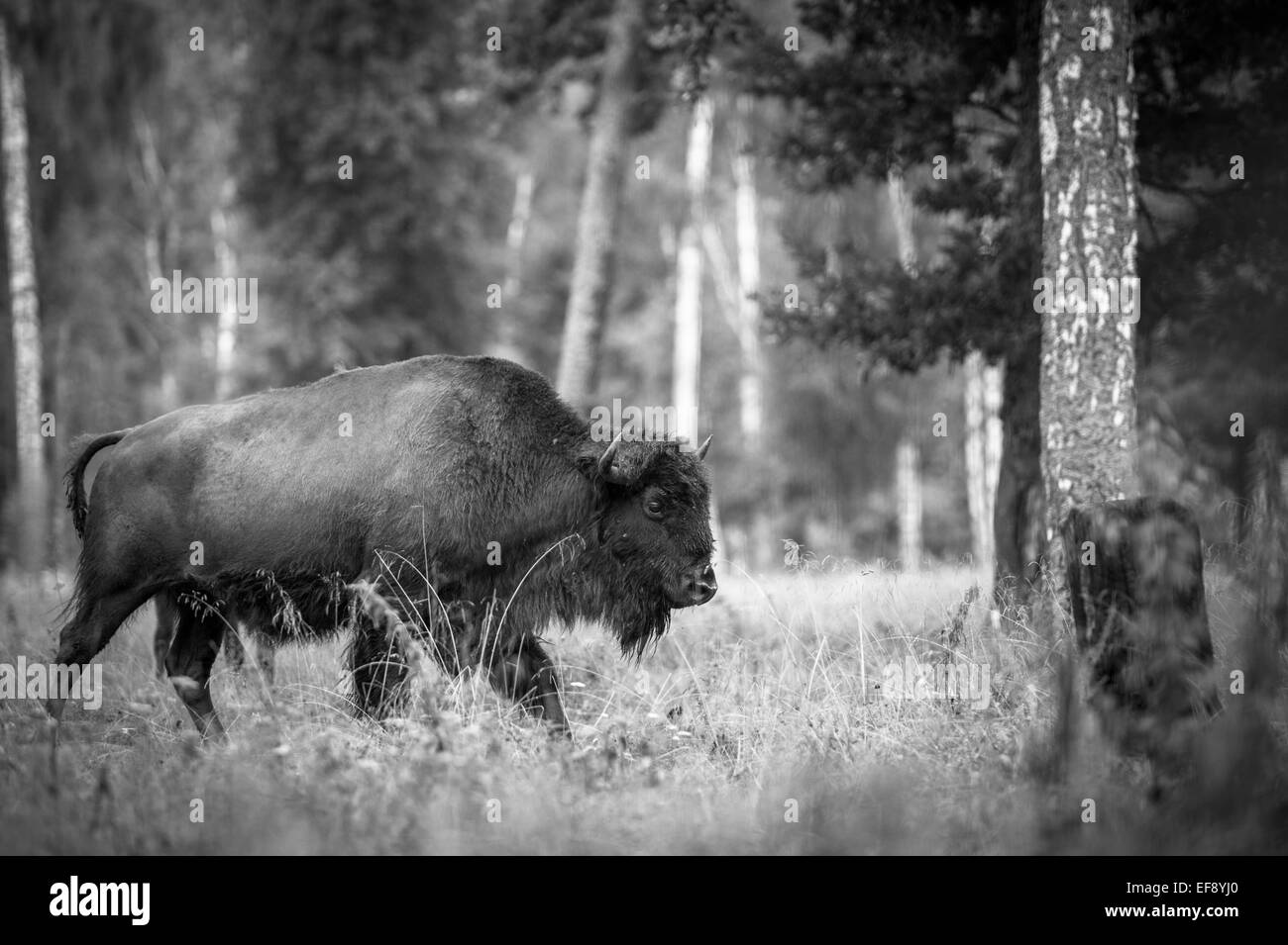 Animals in the reserve, Russia Stock Photo - Alamy