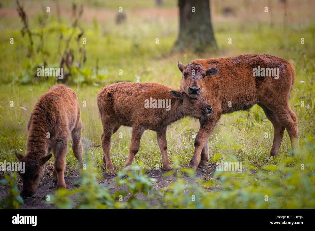 Animals in the reserve, Russia Stock Photo - Alamy