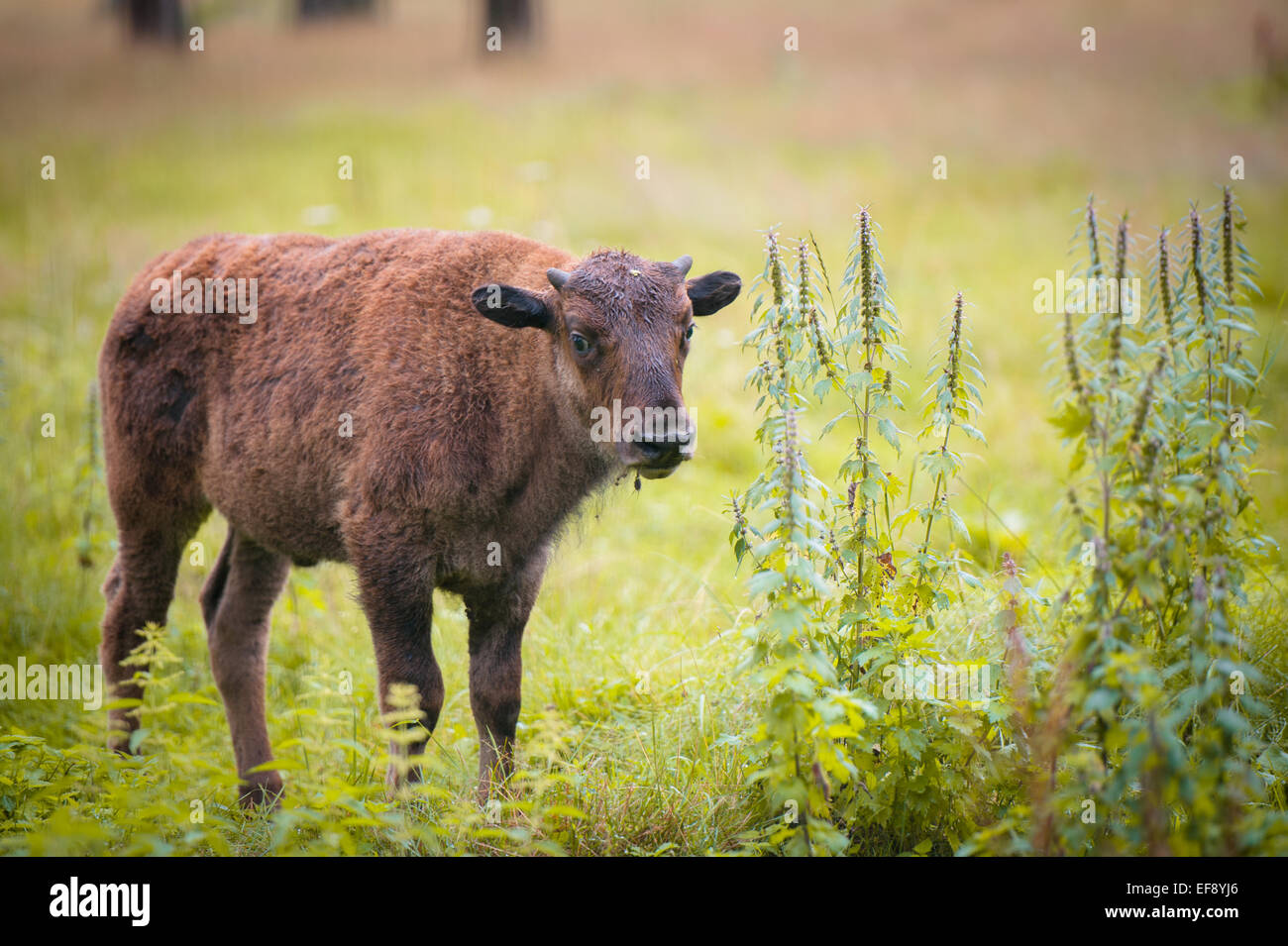 Animals in the reserve, Russia Stock Photo - Alamy