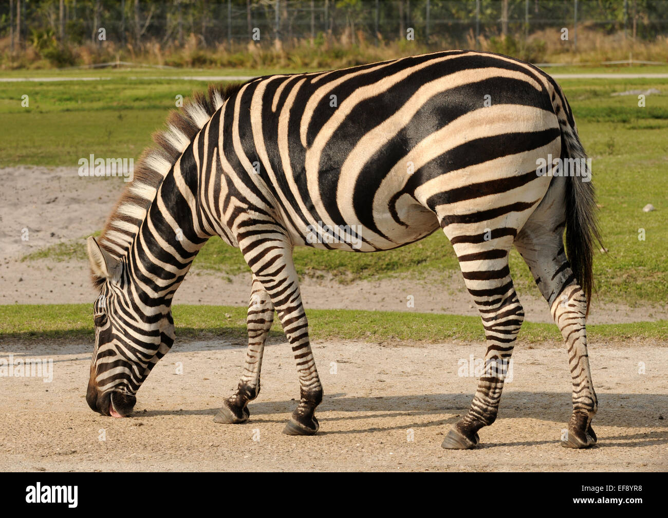 African zebra grazing outdoors Stock Photo - Alamy