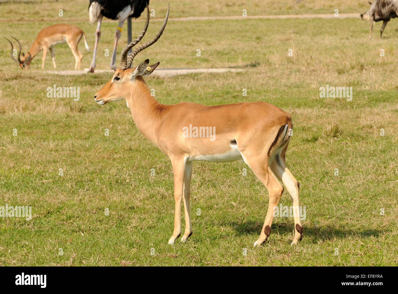 Wild antelope grazing the the African savanna Stock Photo - Alamy