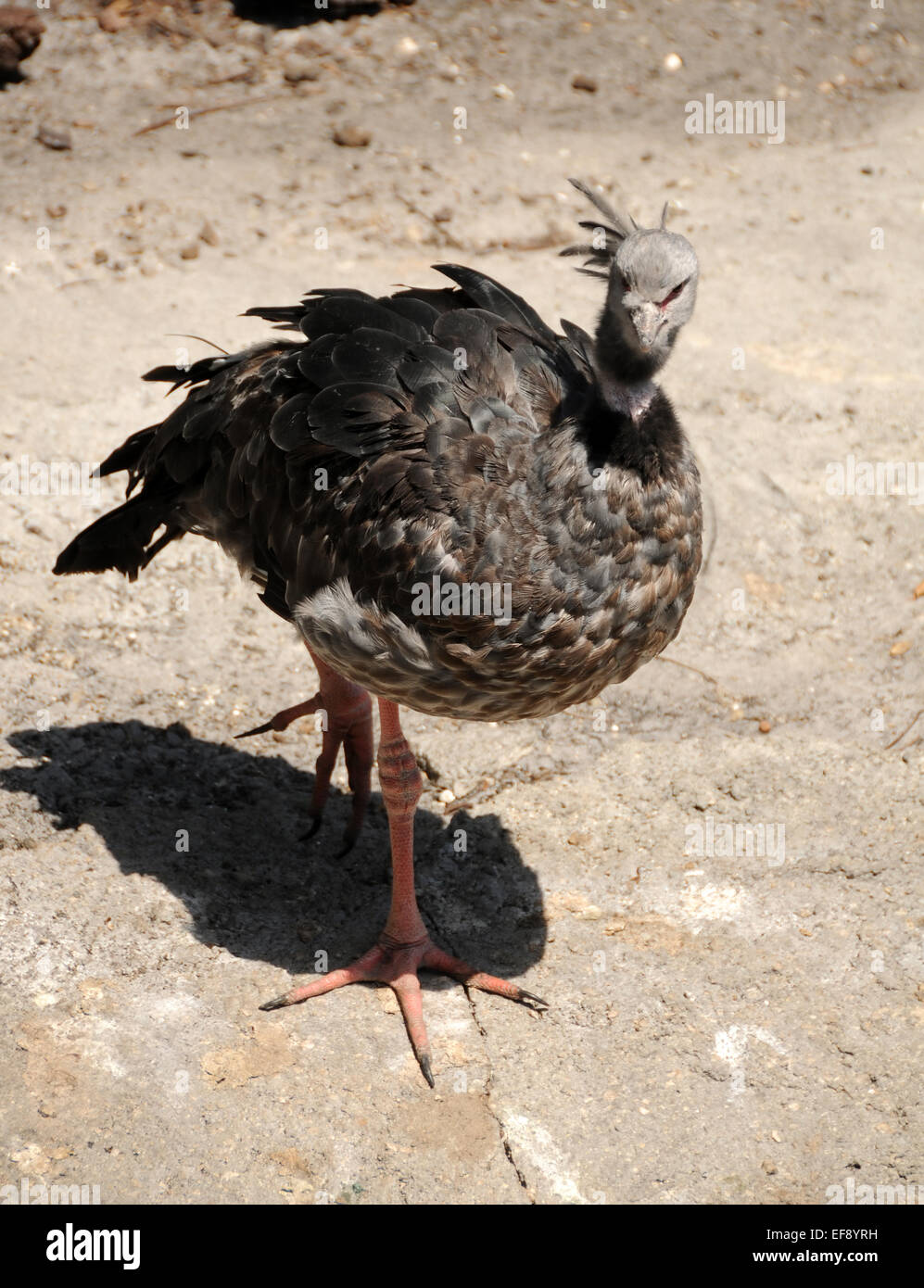 Southern screamer (Chauna torquata) commn to Central and South America ...