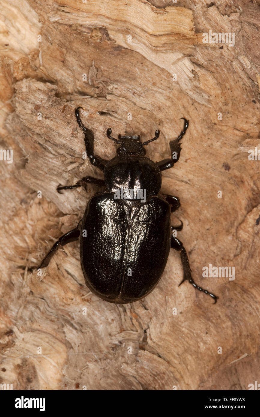 Hermit beetle, Russian leather beetle, Eremit, Juchtenkäfer, Osmoderma ...