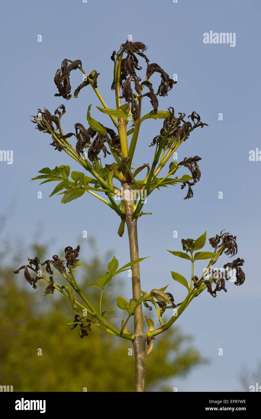 Common Ash, European Ash, frost damage, night frost, Gemeine Esche ...
